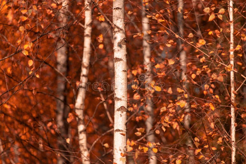 Red Leaves on Birch Trees in Autumn Stock Image - Image of beautiful ...