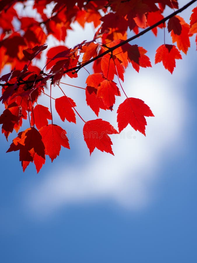 Red Leaves on Blue Sky with Clouds in Autumn Stock Photo - Image of ...