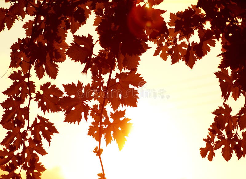 Red leaves border stock photo. Image of background, branch - 26500012