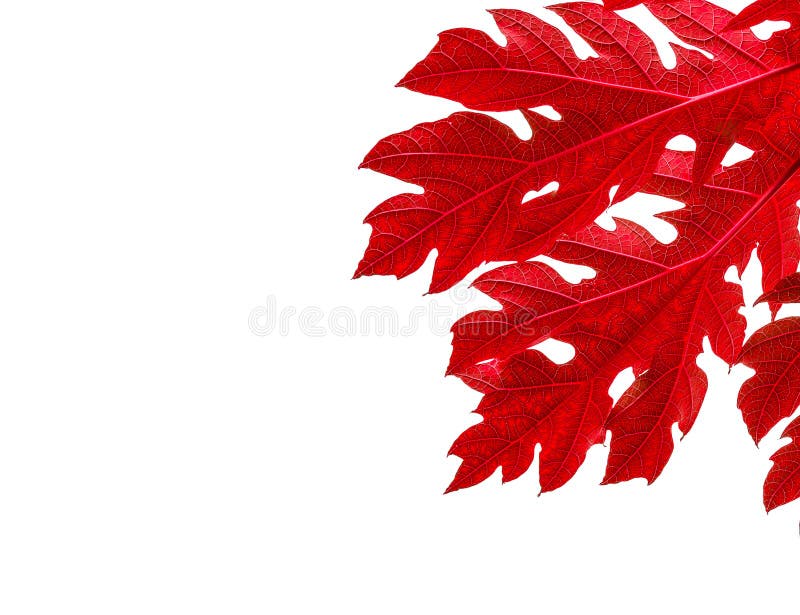 Red Leaves Border on White Background Stock Image - Image of outdoor ...