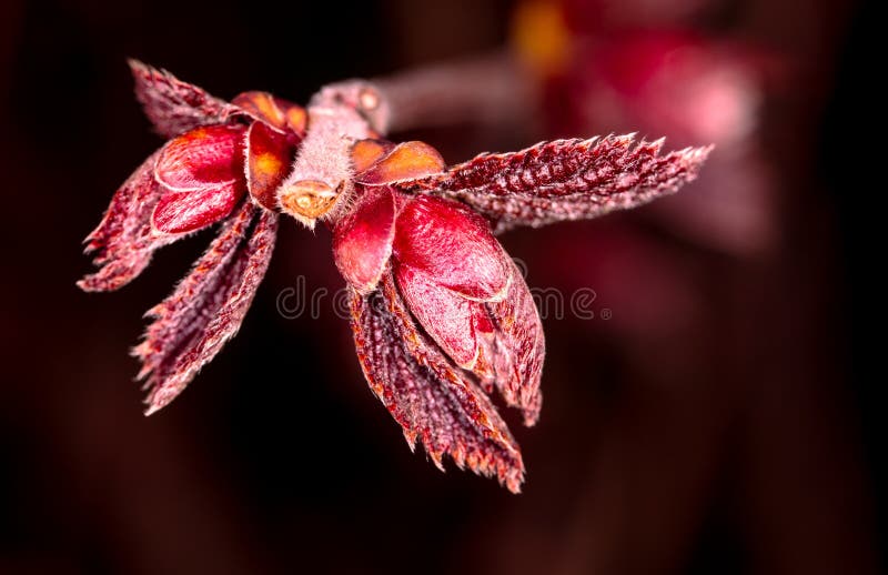 Red Leaves from a Bud on a Branch of a Hazelnut Tree in Spring Stock ...