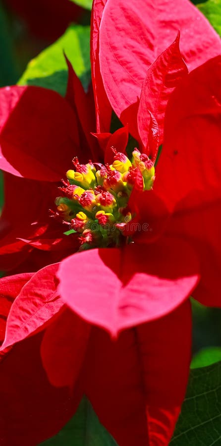 Red Leaves & Bunch of Flower Buds Best for Wallpaper and Background ...