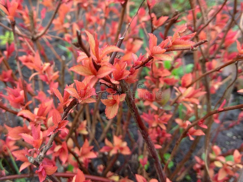 Red leaves bush photo stock image. Image of botany, decorative - 118313731