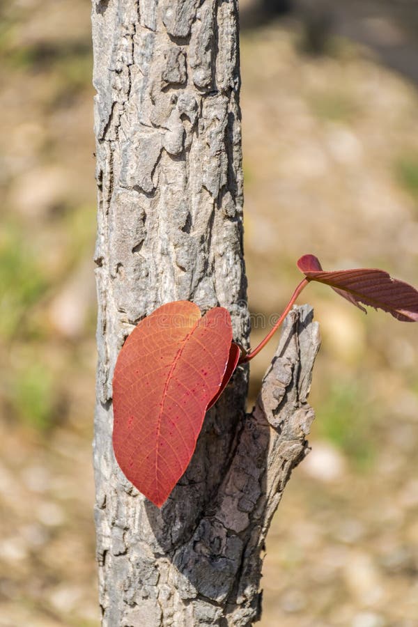 Red Leaves on Center of Tree. Stock Photo - Image of nature, pattern ...
