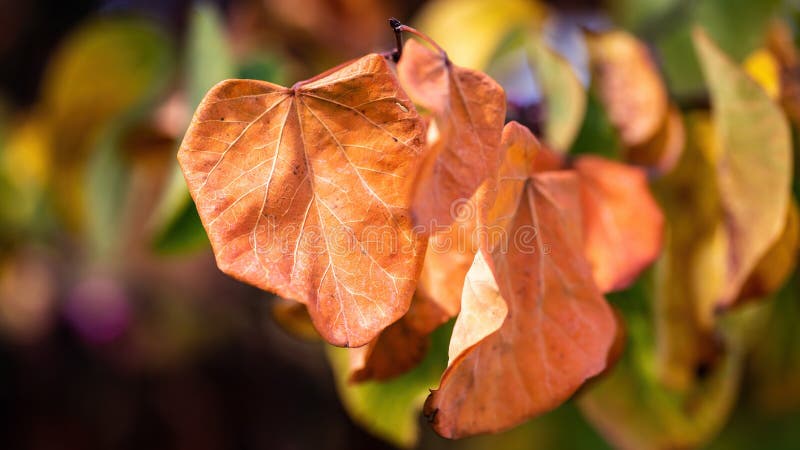 Red Leaves of Cercis Siliquastrum in Autumn, Judas Tree. Stock Image ...