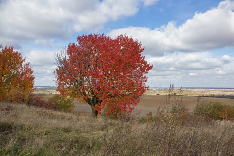 Autumn Tree Cherries,the Red Leaves of Cherry Fall in the Autumn Stock ...