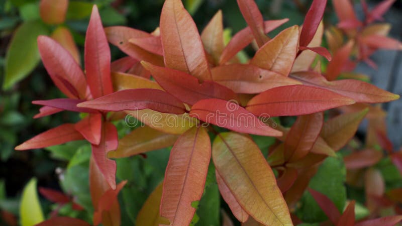 The Red Leaves of Christina Plant Stock Image - Image of design, vein ...