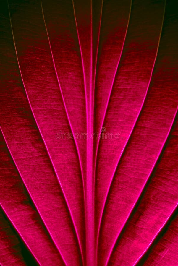 Red Leaves with Clear Texture and Details Stock Photo - Image of ...