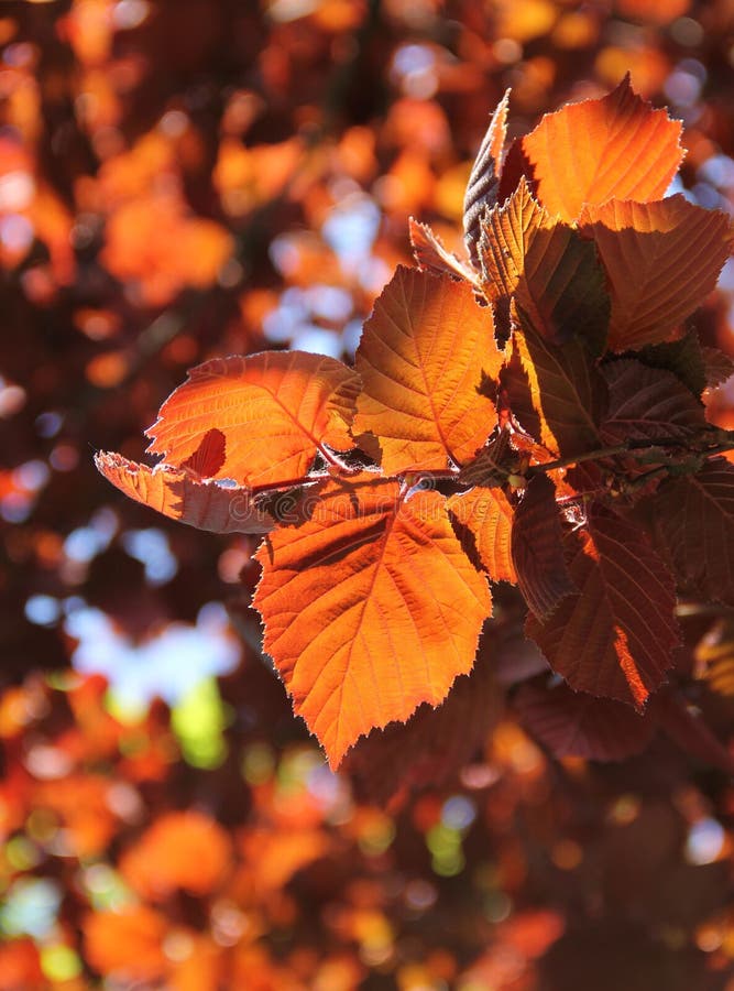 Red leaves stock photo. Image of park, detail, colorful - 72238920