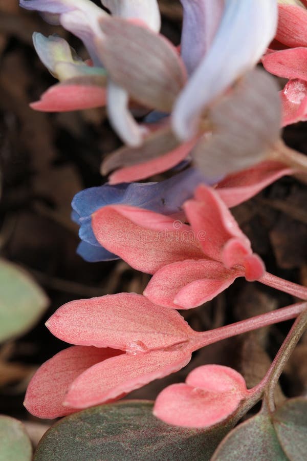 Red Leaves of Corydalis in the Jungle Stock Image - Image of flower ...