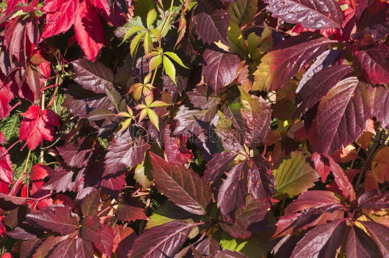Red Leaves at Fall, Autumn. Background, Texture. Stock Photo - Image of ...