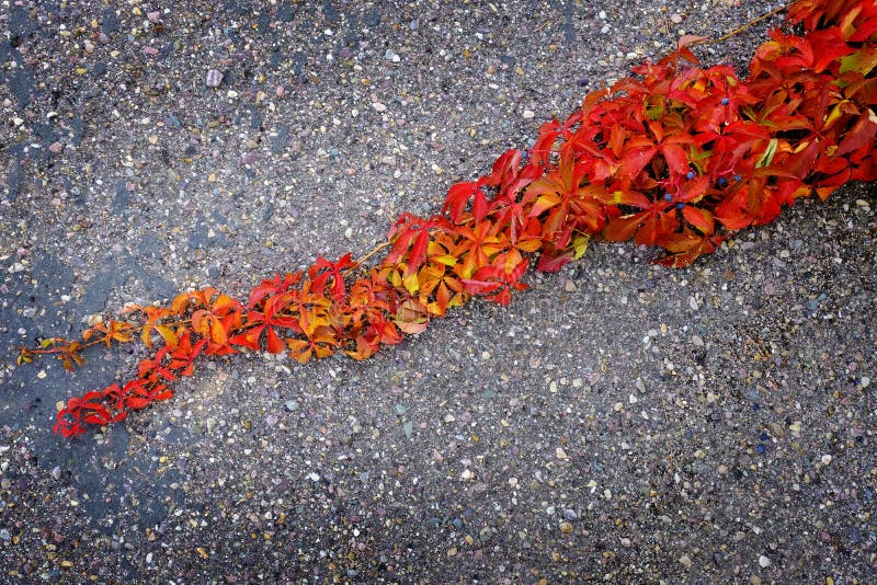 Red Leaves on Creeping Plant on Asphalt or Cement Stock Image - Image ...