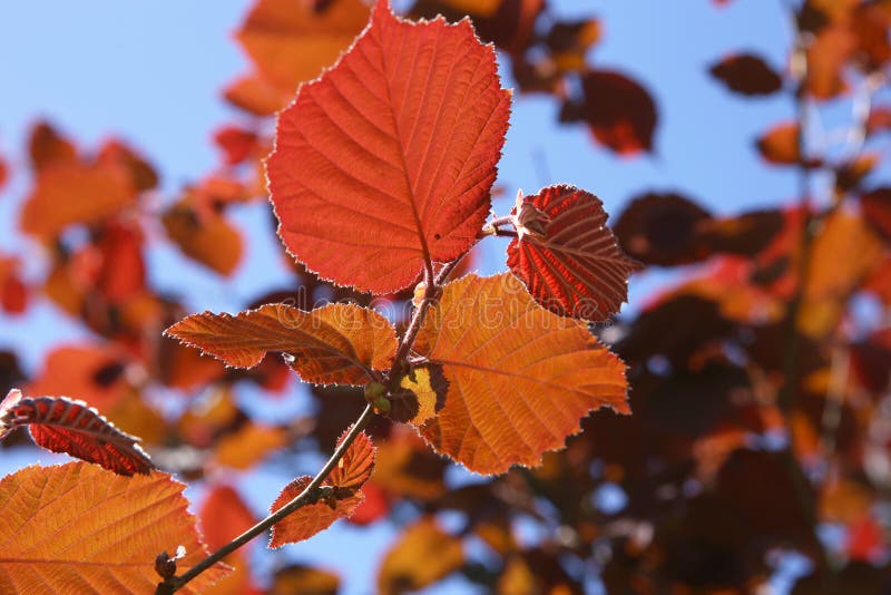Red Leaves of Decorative Tree Hazelnut in Summer. Stock Photo - Image ...