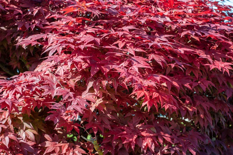 Red Leaves of a Red Emperor Maple Tree Stock Image - Image of garden ...