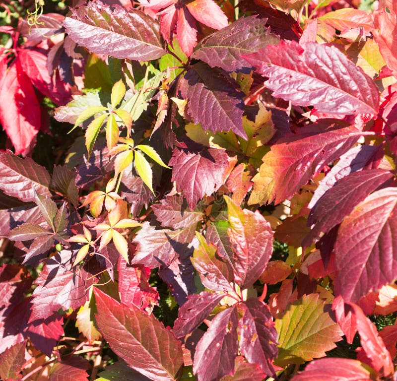 Red Leaves at Fall, Autumn. Background, Texture. Stock Image - Image of ...