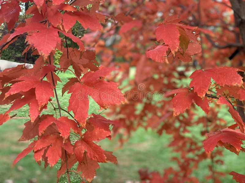 Red leaves on fall tree stock photo. Image of fall, seasonal - 162632516