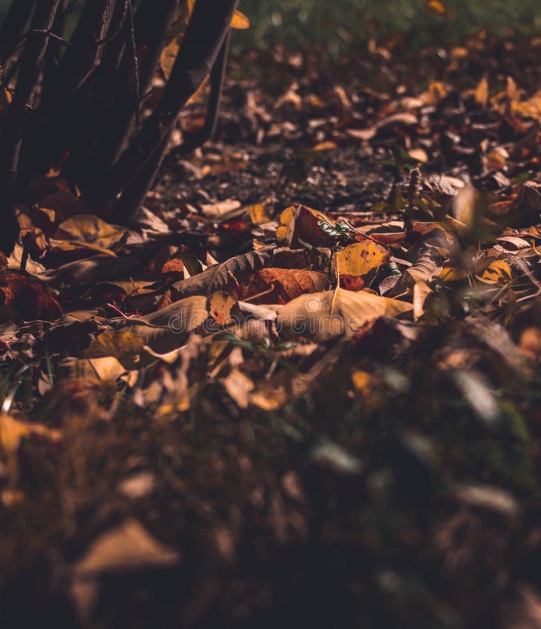 969 Falling Out Tree Stock Photos - Free & Royalty-Free Stock Photos ...