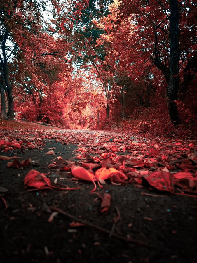 Red Leaves Falling from the Trees and Littered on the Ground in the ...