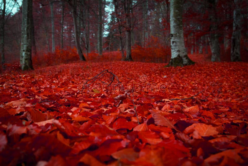 Red leaves forest stock photo. Image of landscape, autumn - 43610726