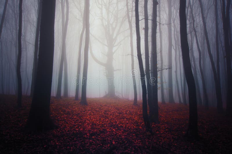 Red Leaves in Forest with Fog on Halloween Stock Photo - Image of dark ...