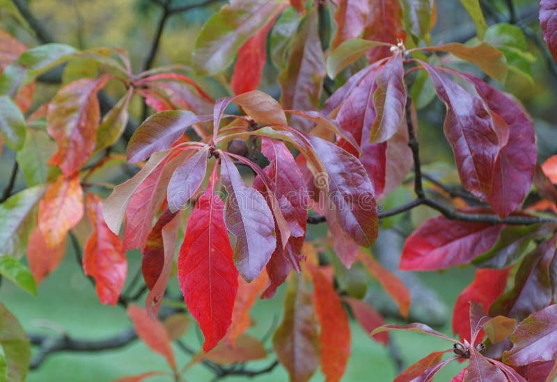 The Red Leaves of Franklinia Tree Changing Colors in the Fall Stock ...