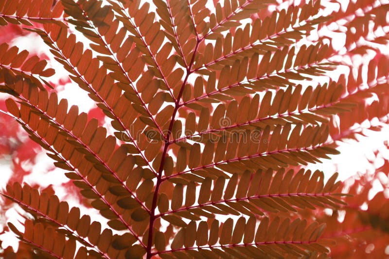 Red Leaves Full Frame for the Background Stock Image - Image of ...