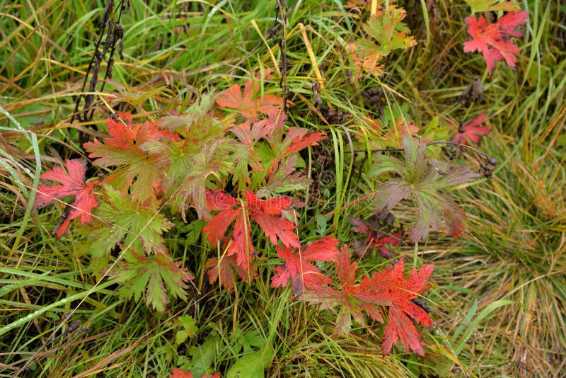 Red Leaves of Geranium Meadow Geranium Pratense in Autumn Stock Image ...