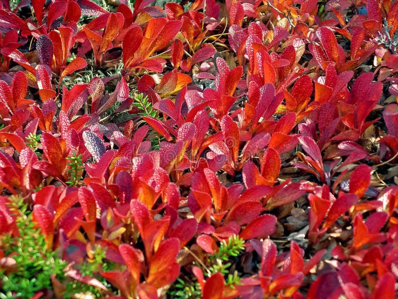 Red Leaves of Grass in Autumn. Forest Stock Image - Image of grass ...