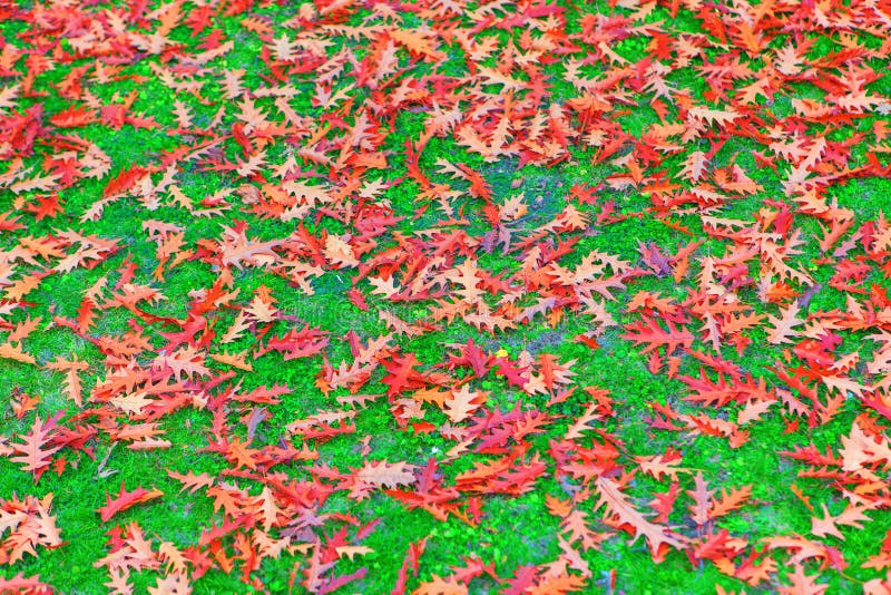 Red Leaves on the Green Grass Stock Image - Image of nature, ground ...