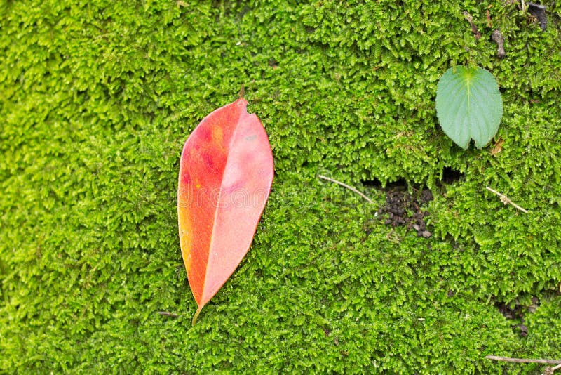 Red Leaves on the Green Moss, in Thailand Stock Image - Image of ...