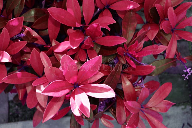 View Down on the Red Leaves of a Gum Tree - Garden Stock Photo - Image ...