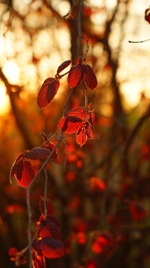 668 Sun Hazel Tree Stock Photos - Free & Royalty-Free Stock Photos from ...