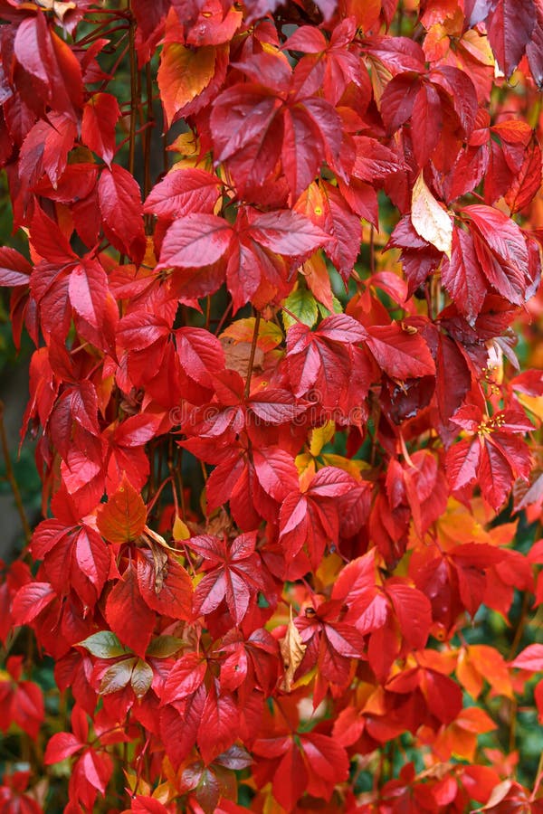 The Red Leaves of Hedera are a Perennial Vine in the Fall Stock Image ...
