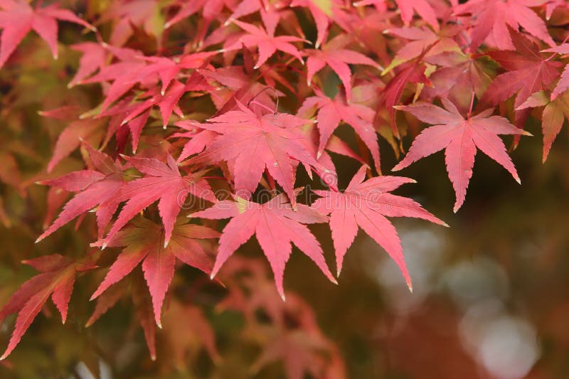 Red Leaves stock photo. Image of change, produce, plant - 346119966
