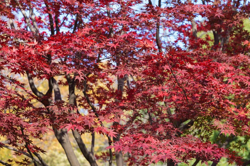 Red leaves of maple tree stock image. Image of environment - 63987255