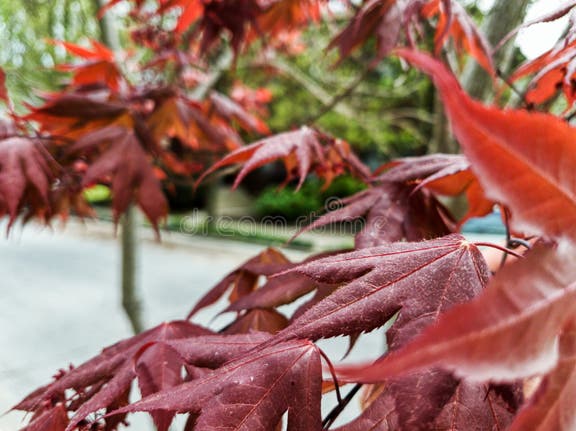 Red Leaves of the Maple Tree Stock Photo - Image of beautiful, color ...
