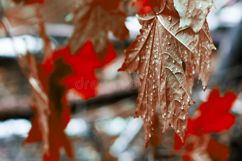 Red Leaves of the Maple Tree Wet after the Rain Stock Image - Image of ...