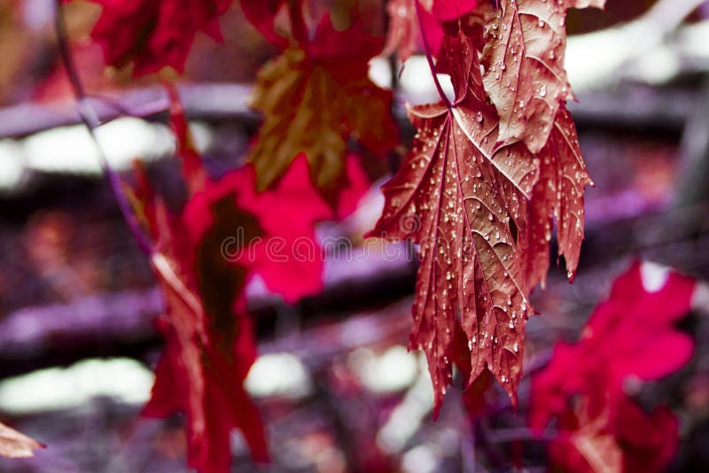 Red Leaves of the Maple Tree Wet after the Rain. Stock Image - Image of ...