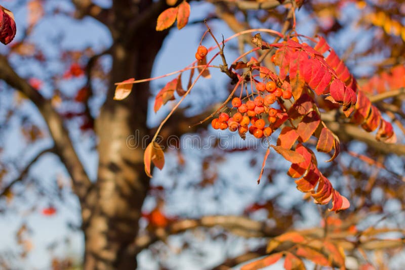 Red Leaves of Mountain Ash in the Autumn. Stock Image - Image of park ...