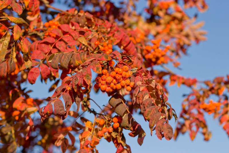 Red Leaves of Mountain Ash in the Autumn. Stock Photo - Image of ...