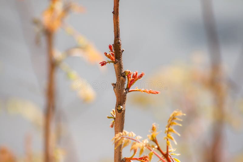 New Buds with Red Leaves Grow on Tree Branches in Early Spring Stock ...