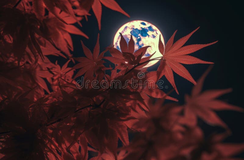 Leaves at night. close-up stock image. Image of grenadilla - 104179173