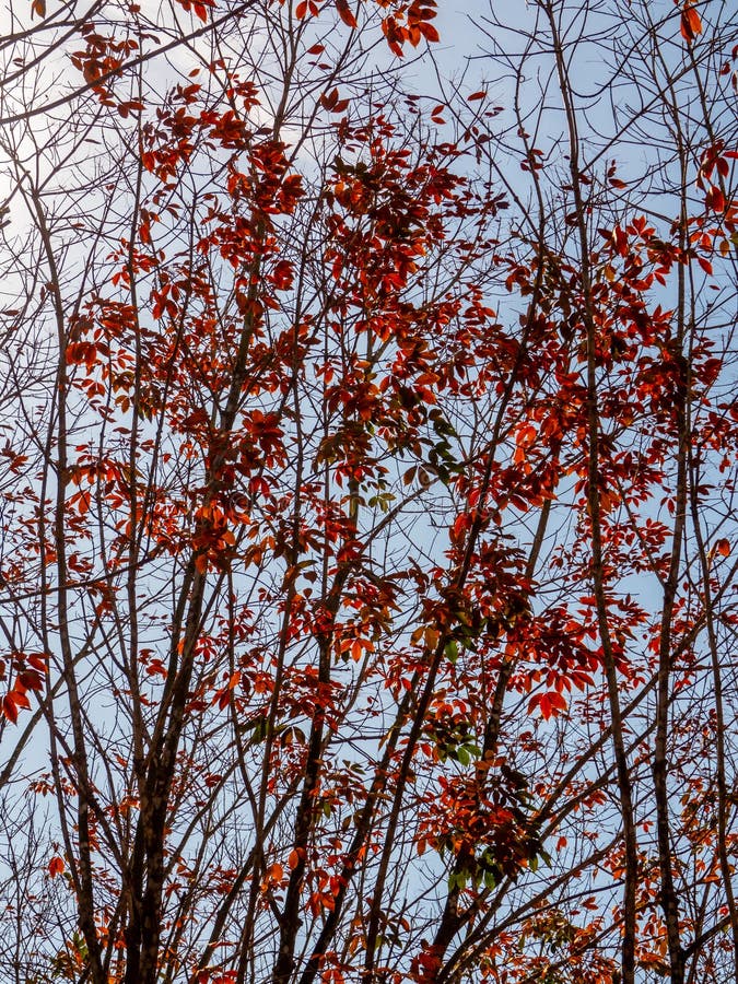 Para Rubber Trees Plantation Forest in the Deciduous Season Stock Image - Image of cultivated ...
