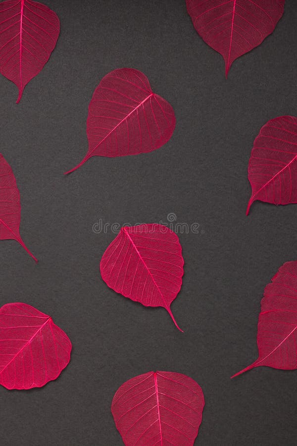 Red Leaves Pattern Black Paper Background Stock Photo - Image of ...