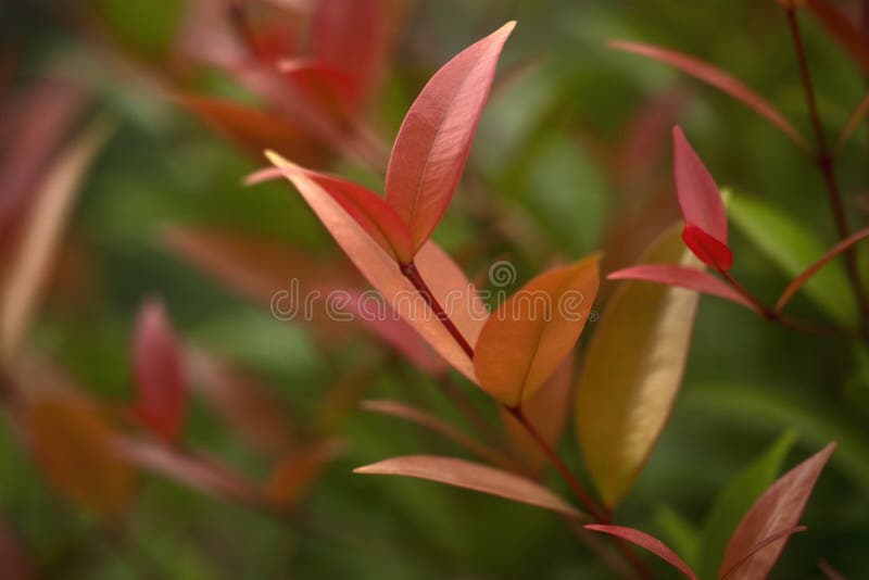 Red leaves stock photo. Image of tree, petal, green - 263103952