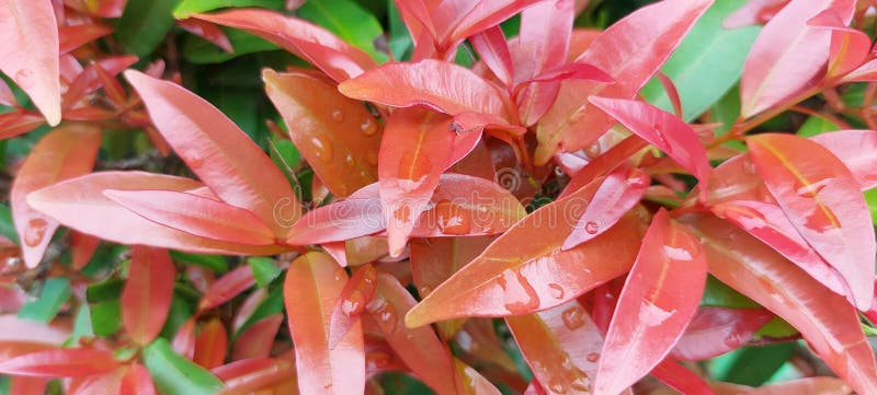 Red Leaves Plant with Glossy Texture Stock Photo - Image of blossom ...