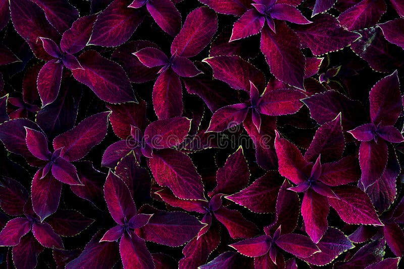 Red Leaves of Plants. Leaf Surface Texture Stock Photo - Image of light ...