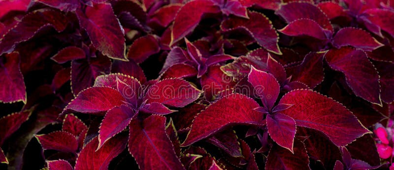 Red Leaves of Plants. Leaf Surface Texture Stock Image - Image of fall ...