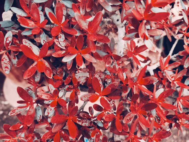 A Rare Plant with Unique Fruit Stock Image - Image of fruit, unique ...