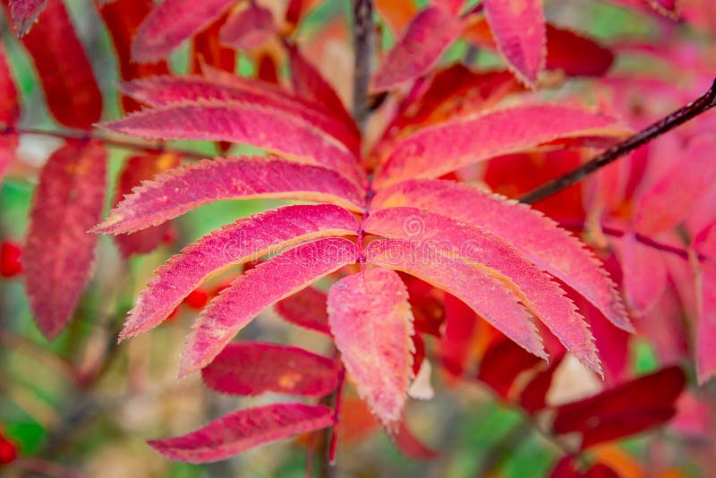 Red Leaves of Rowan on a Green Background Stock Photo - Image of fall ...